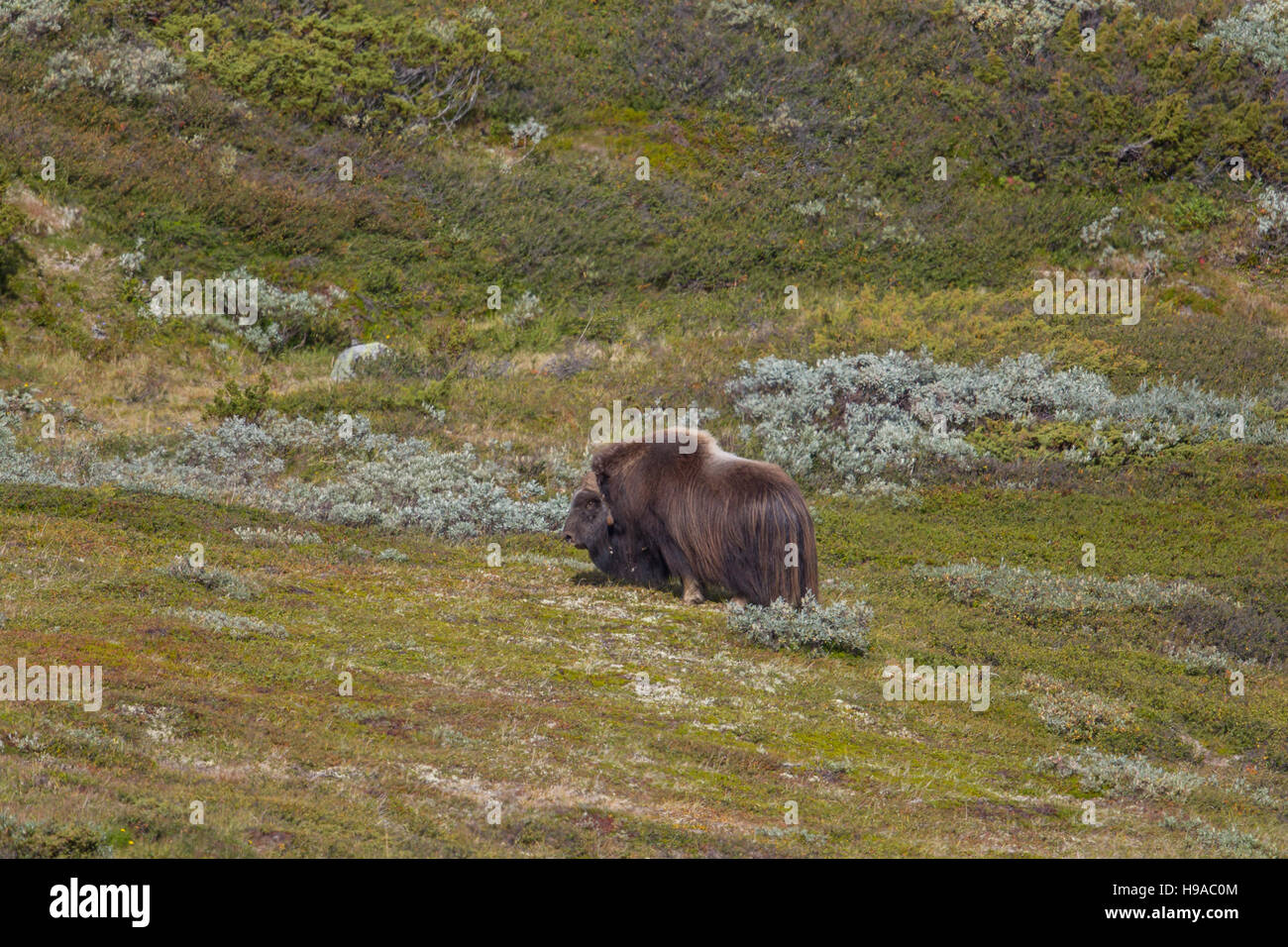 Male musk ox (Ovibos moschatus Stock Photo - Alamy