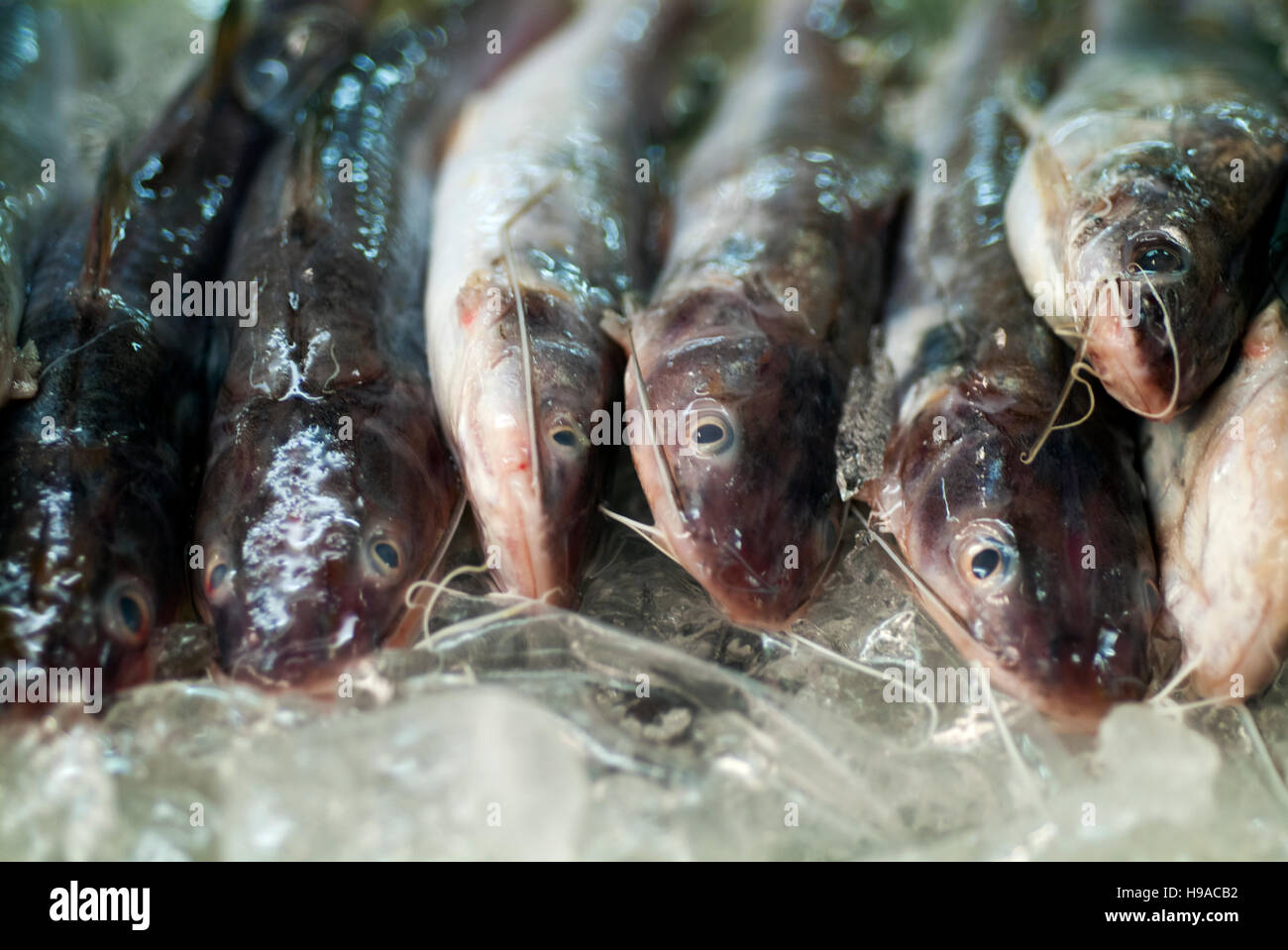 Catfish at Or Tor Kor Market, a fresh food market on the outskirts of ...