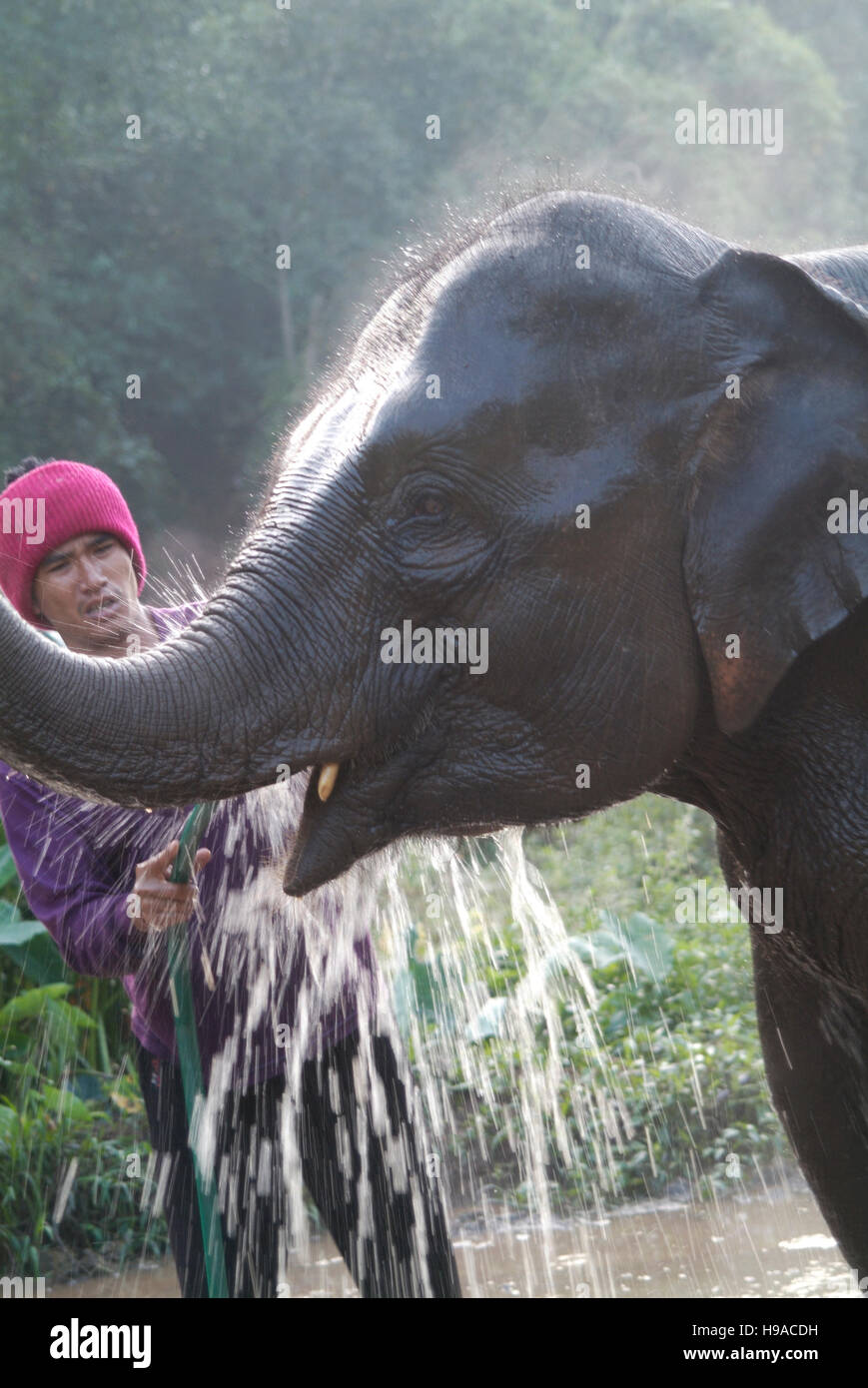 Mahouts (elephant trainer) washing an elephant at the Anantara Golden ...