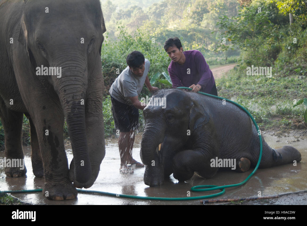 Mahouts (elephant trainer) washing an elephant at the Anantara Golden ...