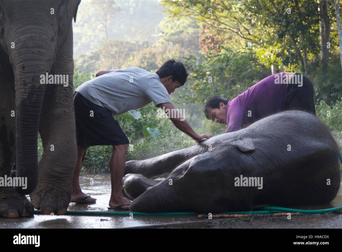Mahouts (elephant trainer) washing an elephant at the Anantara Golden ...