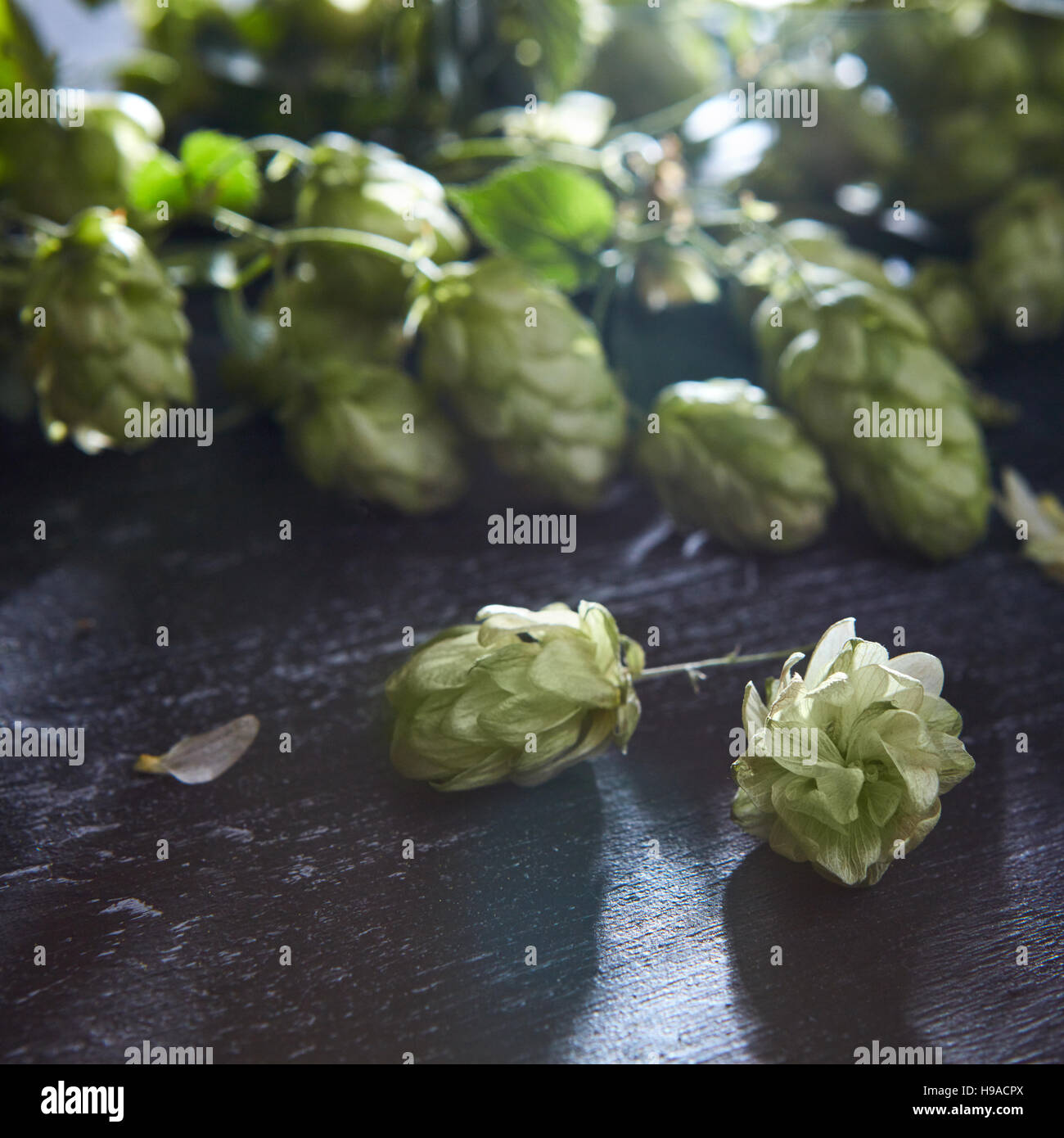 Wooden background with fresh green hop Stock Photo - Alamy