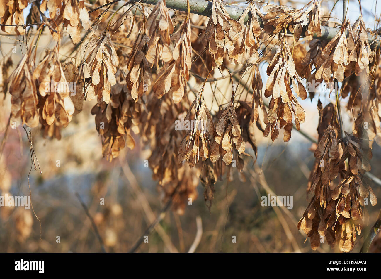 The dry leaves on branches. Withering of nature Stock Photo - Alamy