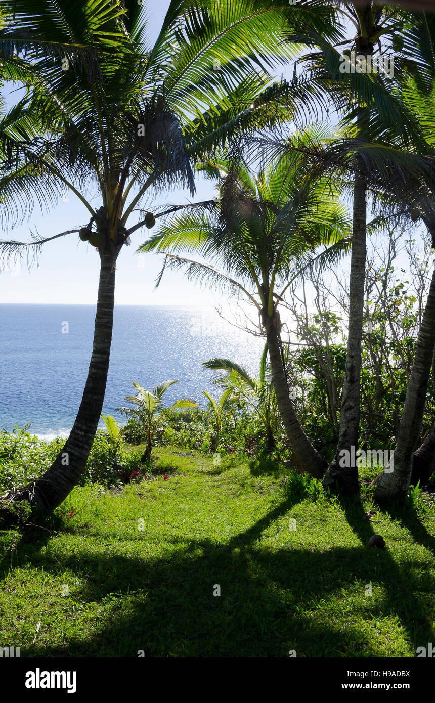 Coconut trees beside sea, Makefu, Niue, South Pacific, Oceania Stock ...