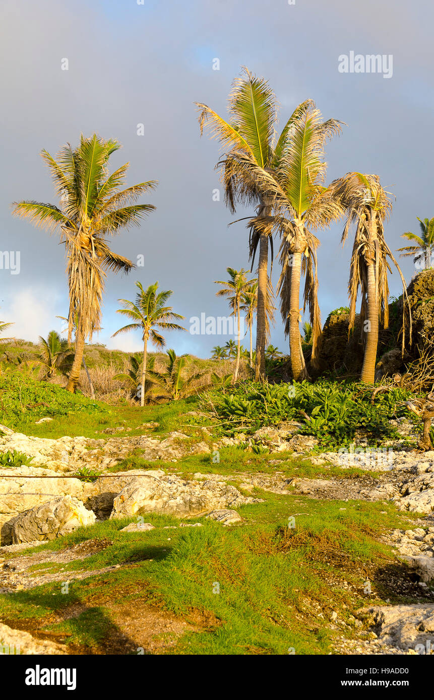 Coconut trees on grassy cliff top, Anapala, Niue, South Pacific ...