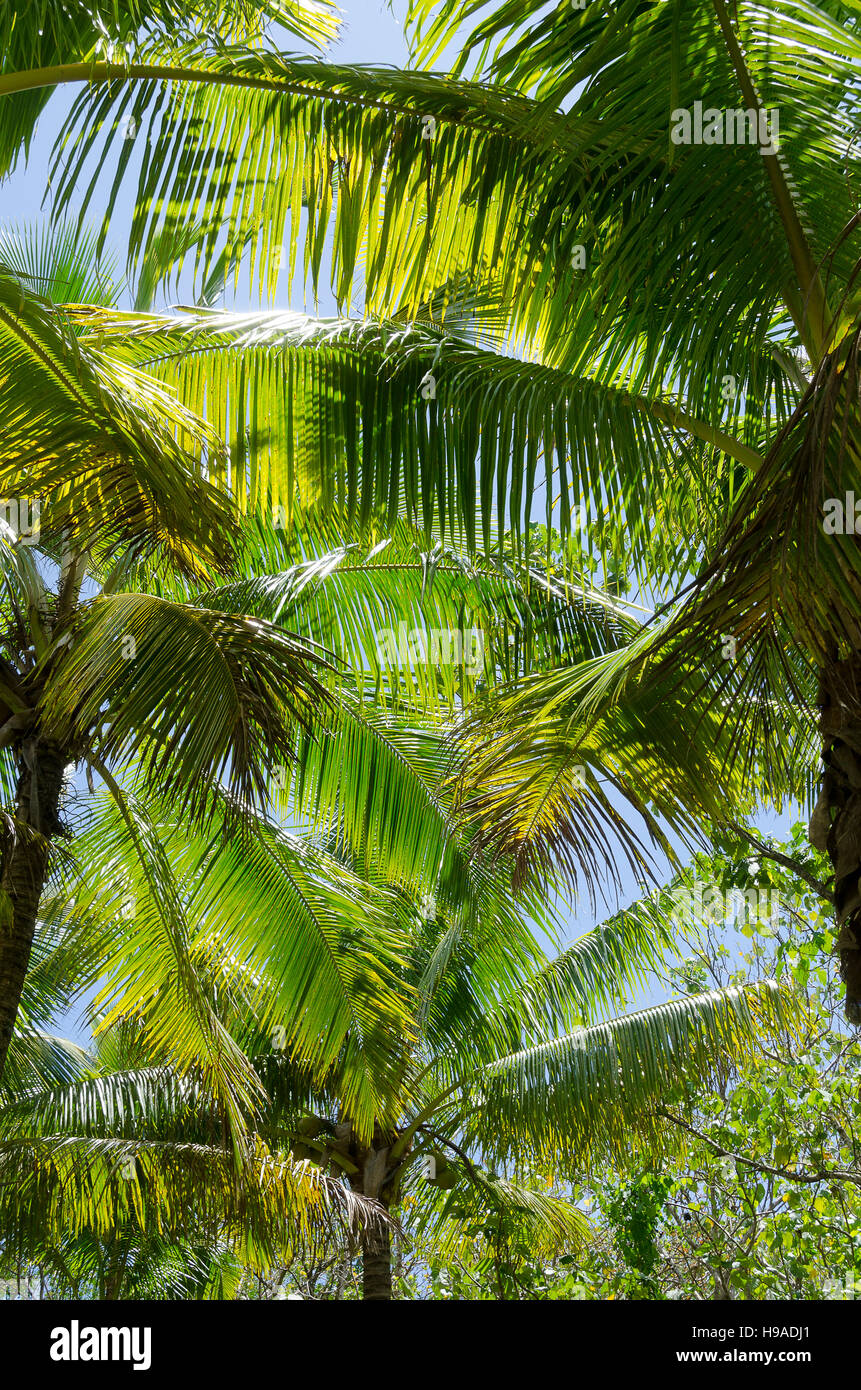 Coconut tree leaves and blue sky, Anaiki, Niue, South Pacific, Oceania ...
