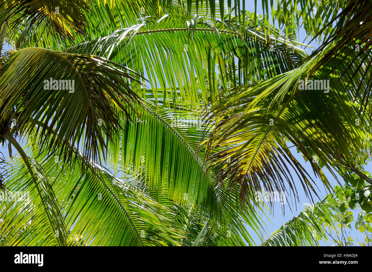 Coconut tree leaves and blue sky, Anaiki, Niue, South Pacific, Oceania ...