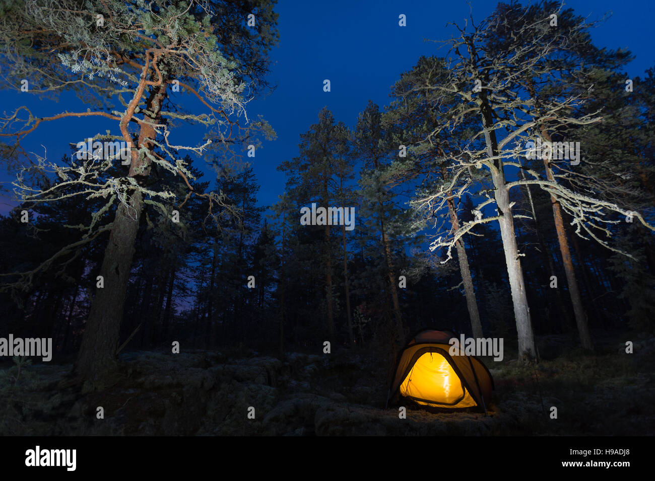 Wild camping in wilderness in old forest Stock Photo - Alamy