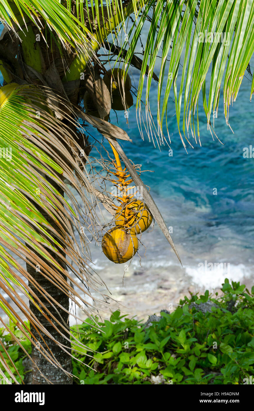 Coconut trees on coast beside fringing reef, Matavai, Niue, South ...