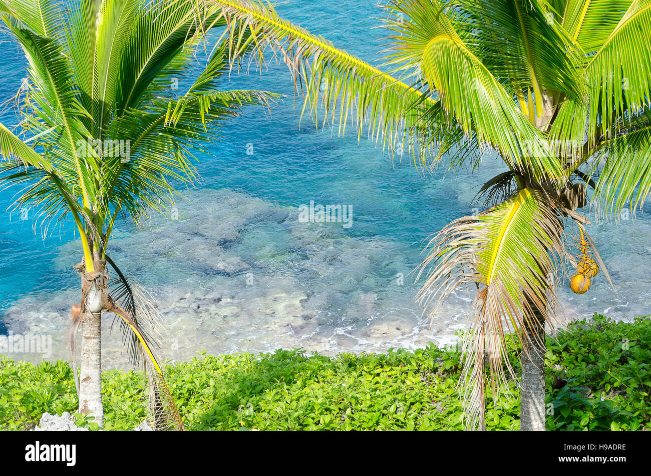 Coconut trees on coast beside fringing reef, Matavai, Niue, South ...