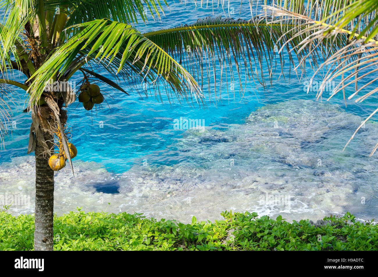 Coconut coast hi-res stock photography and images - Alamy