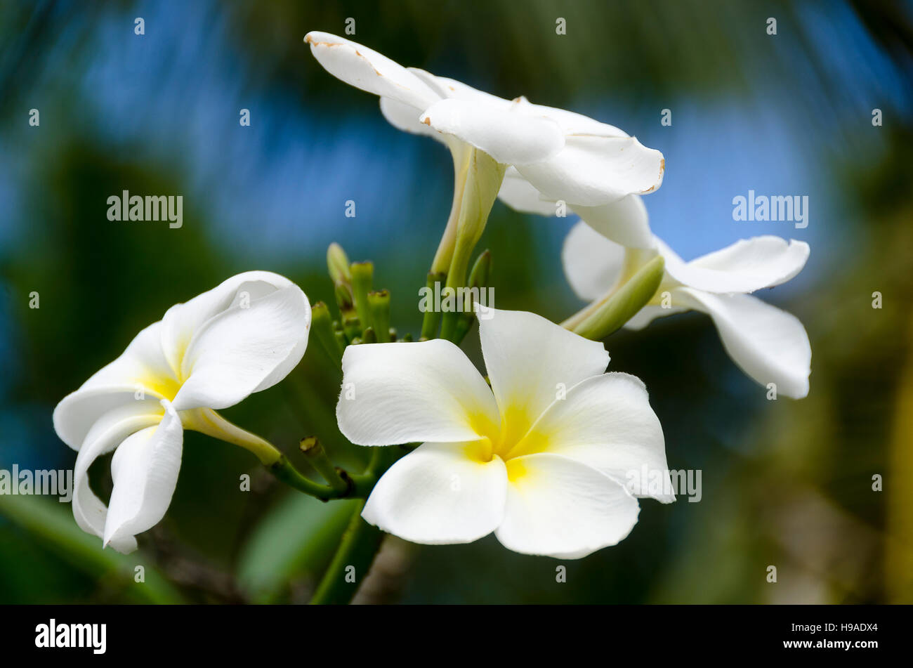 Fragipani flowers, Tuapa, Niue, South Pacific, Oceania Stock Photo - Alamy