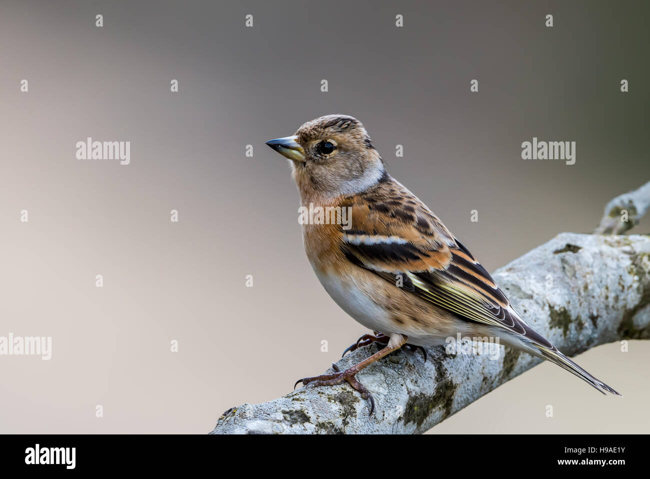 A beautiful female brambling (fringilla montifringilla) on an oak ...