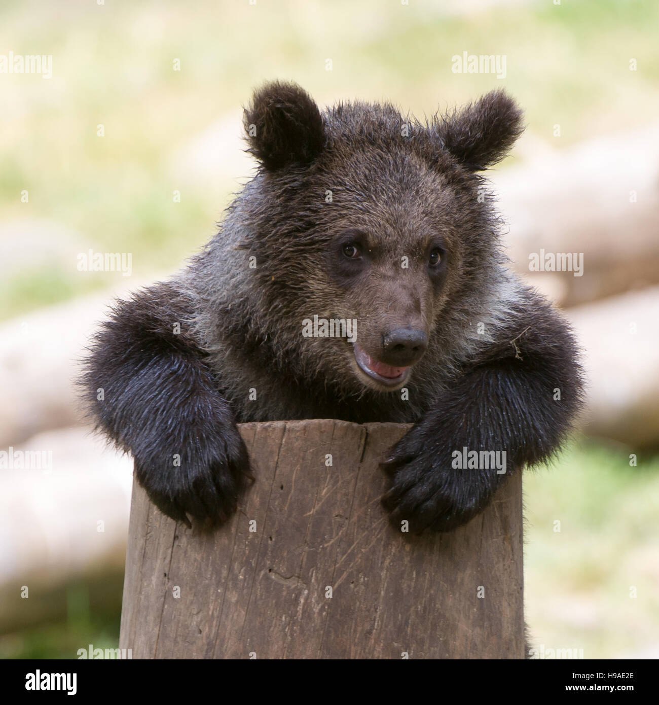 A climbing seven months old brown bear cub (Ursus arctos) captured in ...