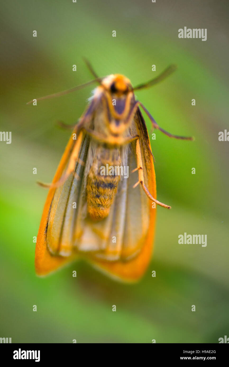 Yellow shell moth hi-res stock photography and images - Alamy