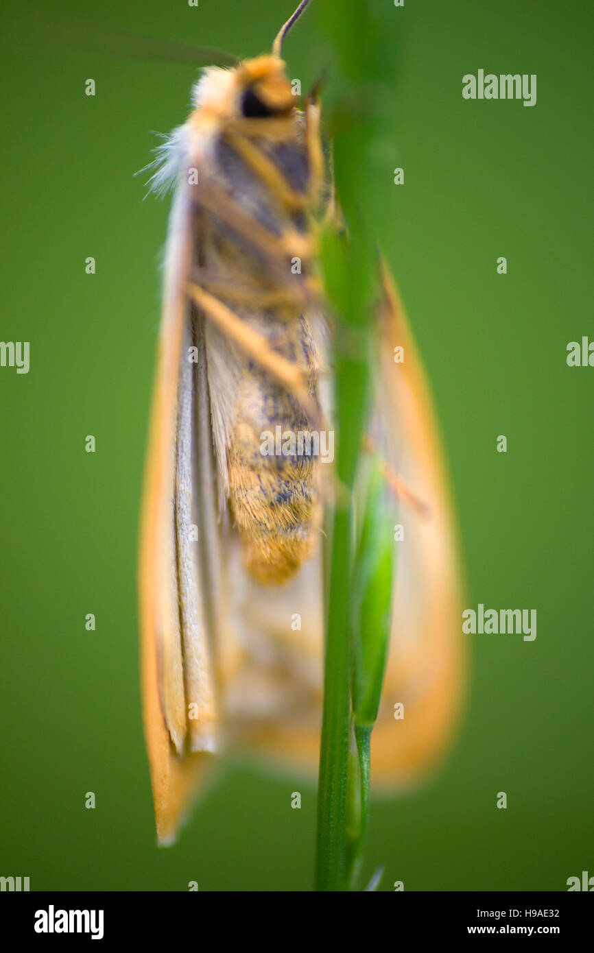 Yellow shell moth hi-res stock photography and images - Alamy