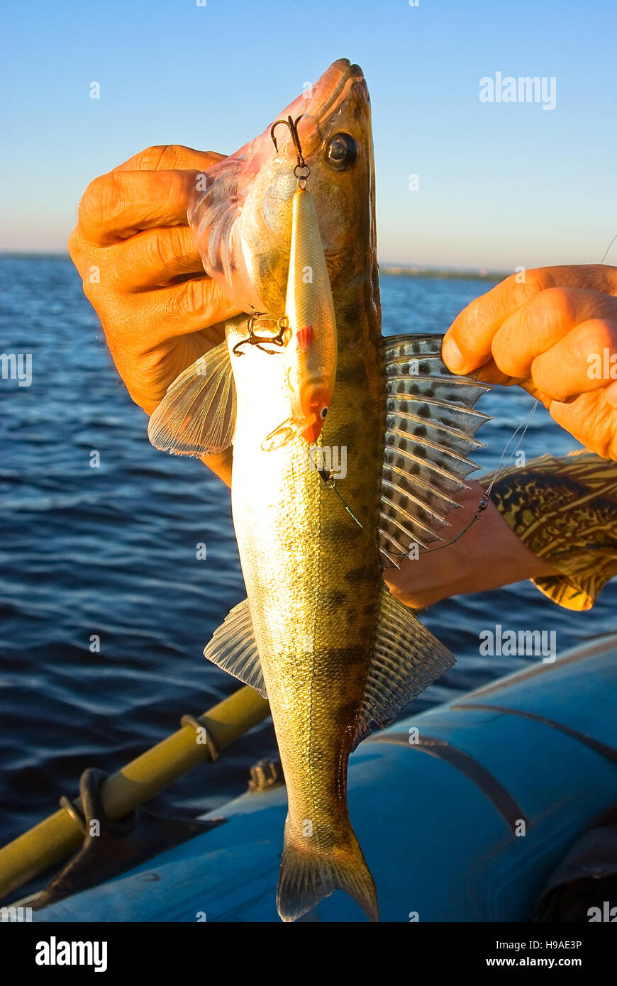 Caught on spoon-bait a zander close up Stock Photo - Alamy