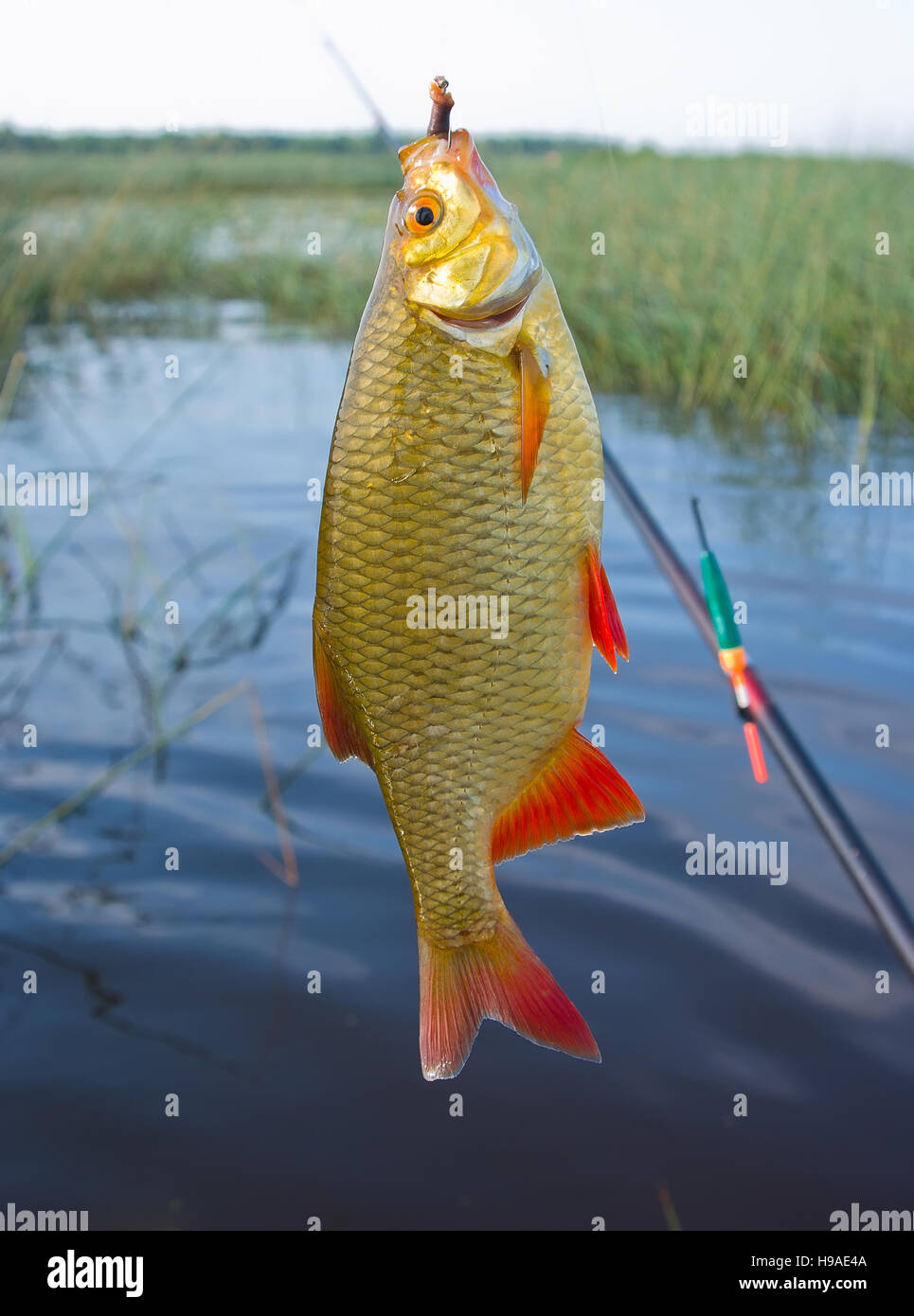 Redeye fish red eye fish hi-res stock photography and images - Alamy