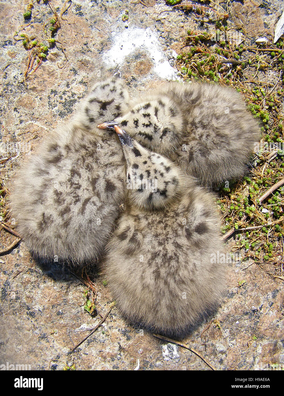 Fluffy baby birds of a seagull have gathered Stock Photo - Alamy