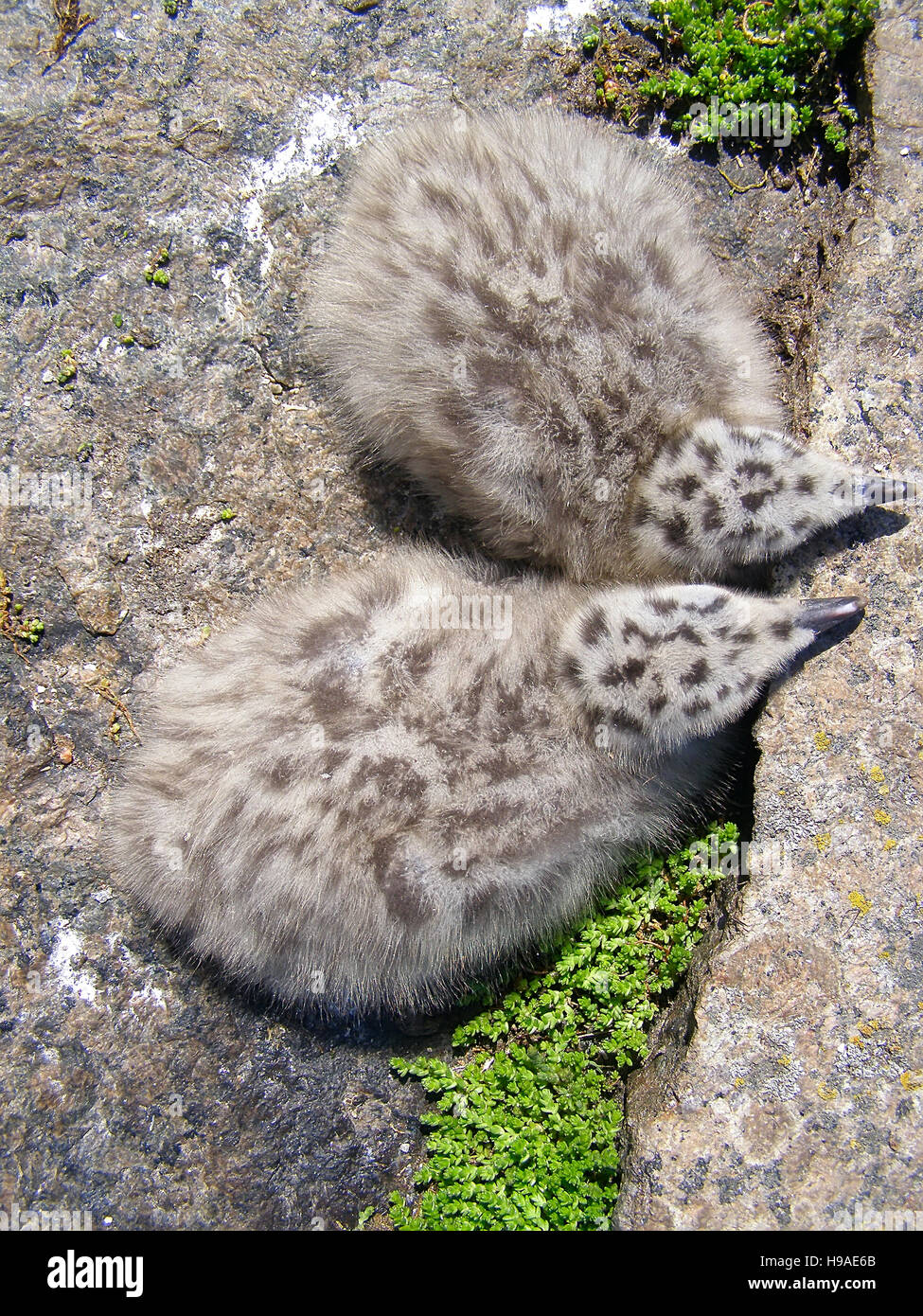 Fluffy baby birds of a seagull have gathered Stock Photo - Alamy