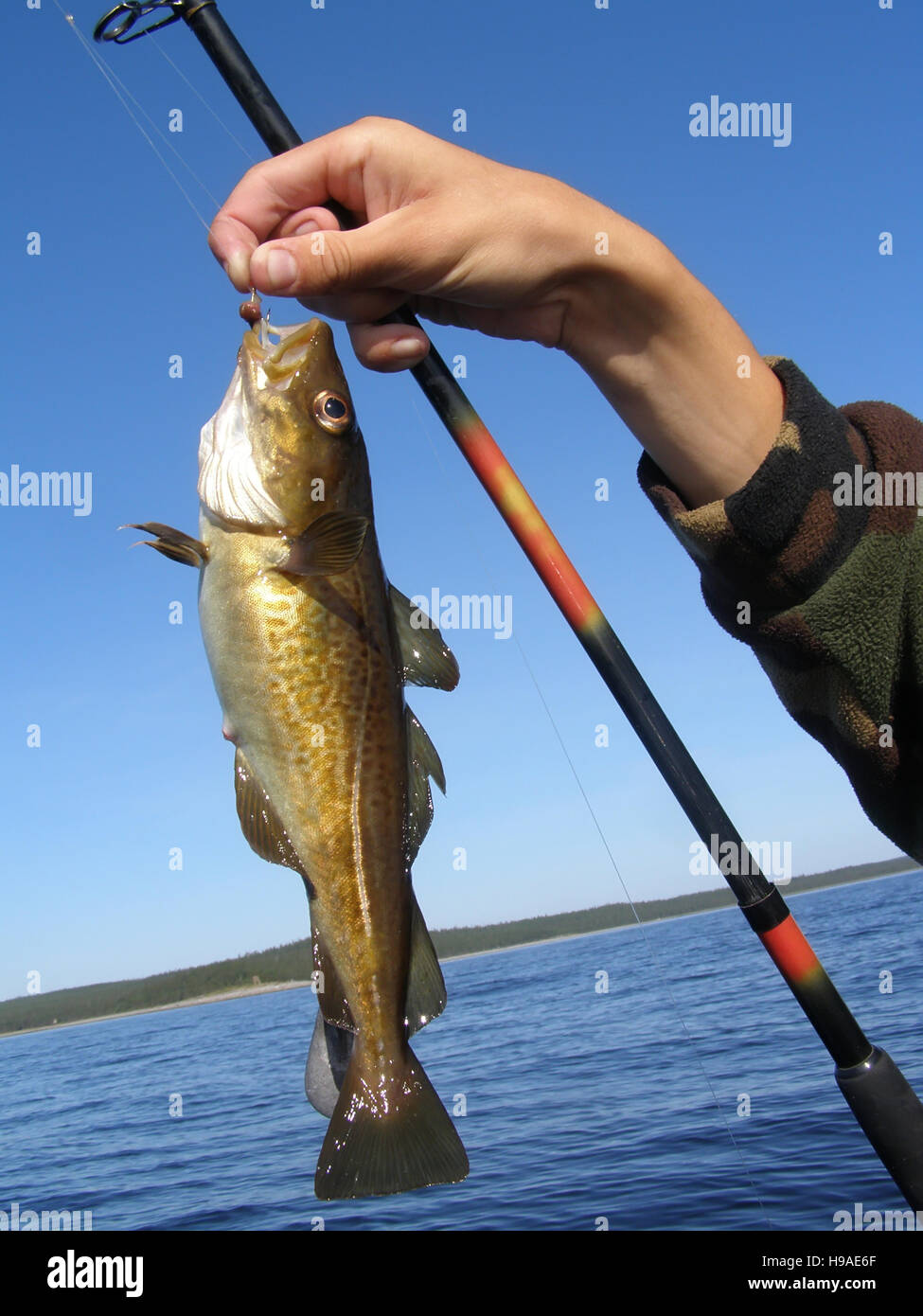 Cod caught on rod and line hi-res stock photography and images - Alamy