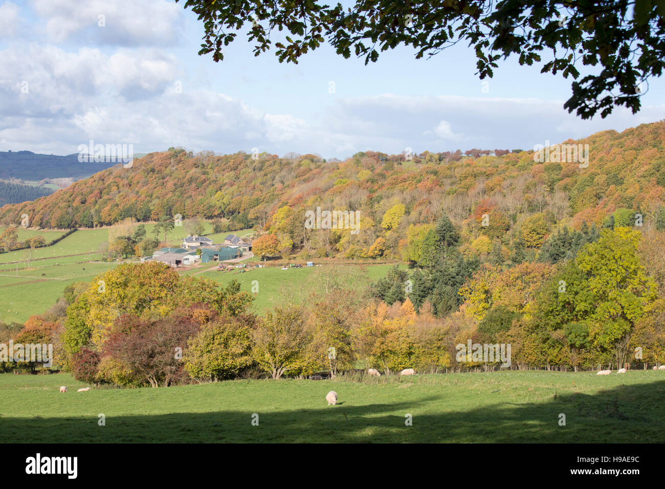 Welsh farm hi-res stock photography and images - Alamy