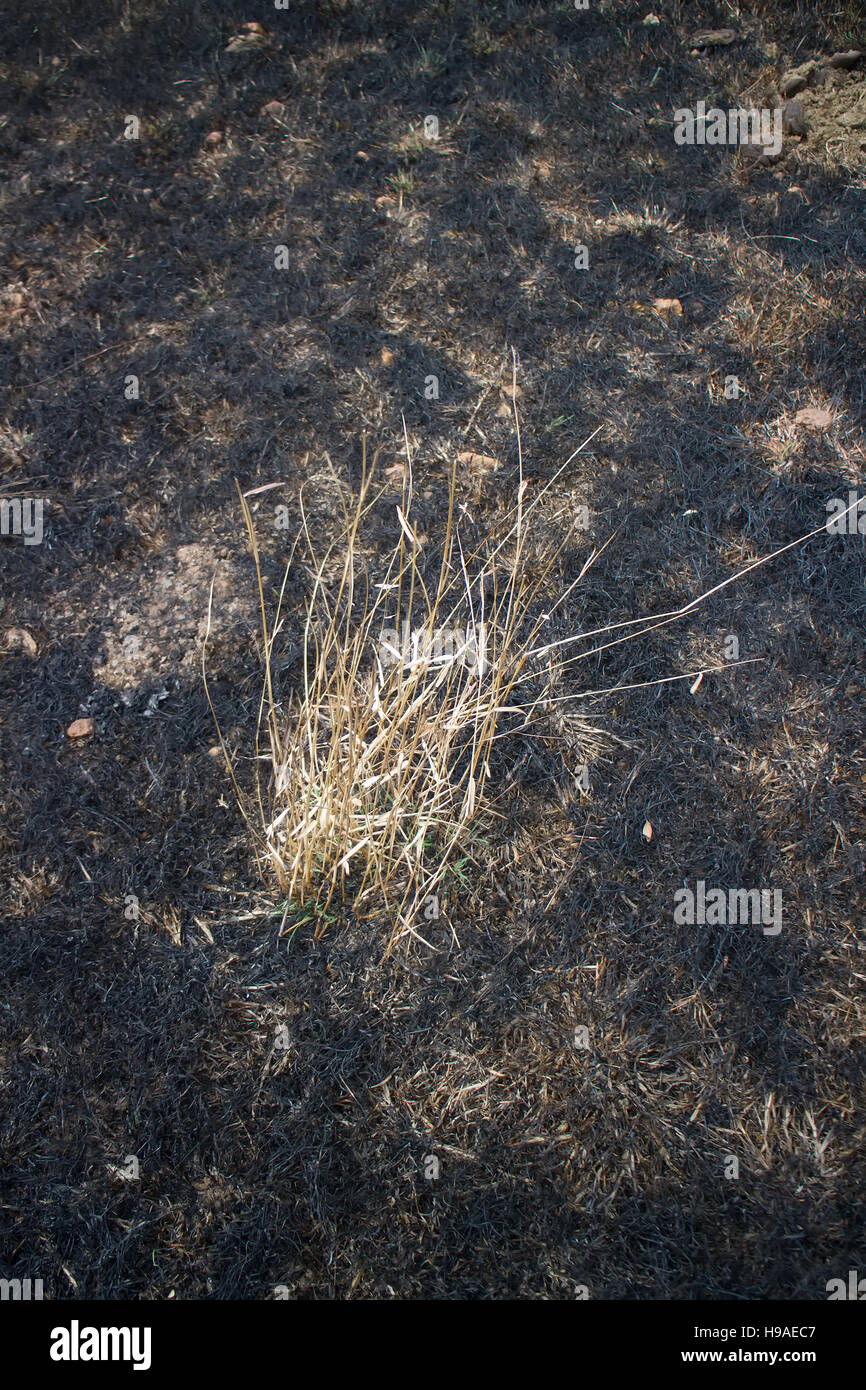burn with fire ground in wild. dry plants on a black ground Stock Photo ...