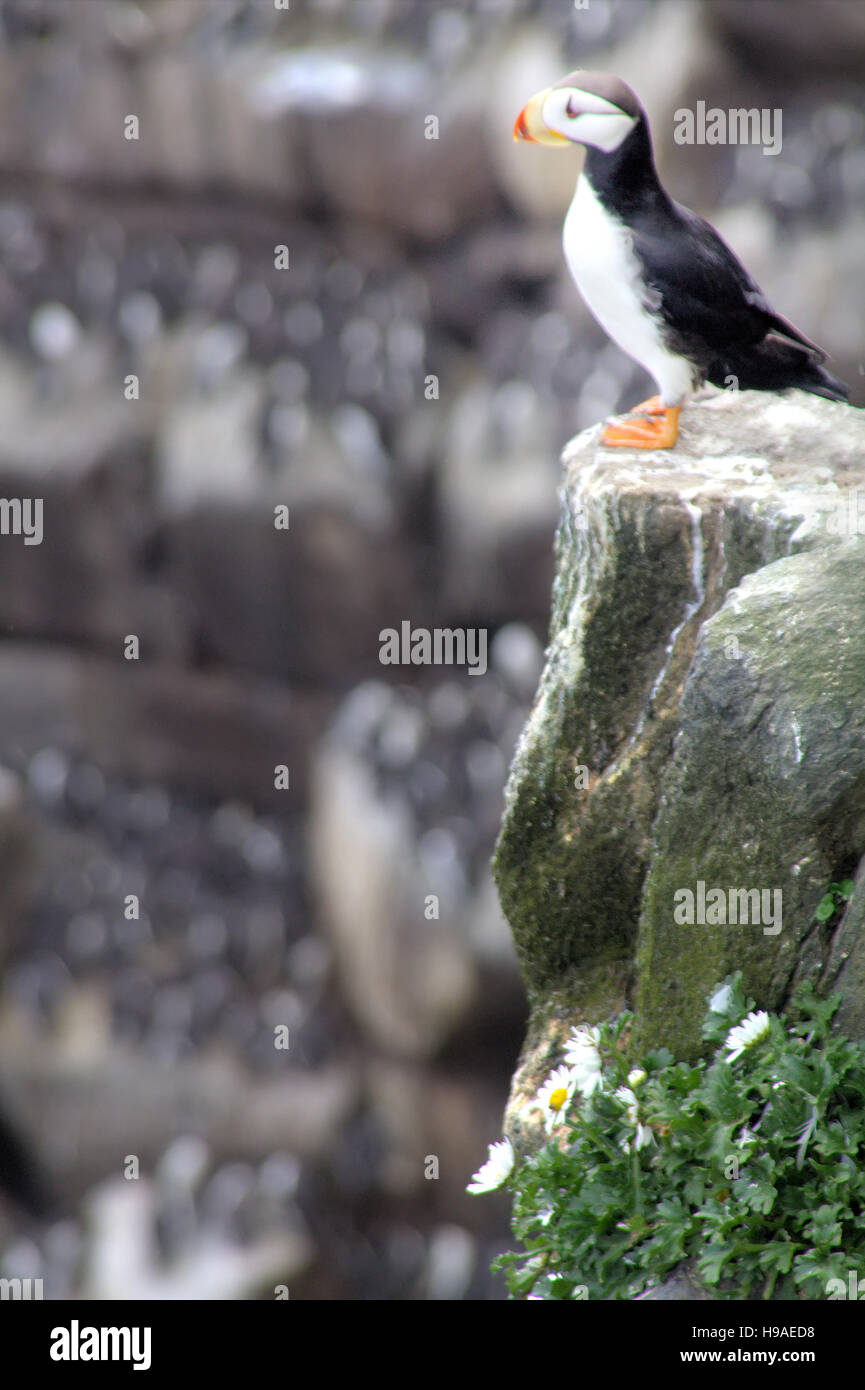 Natural makeup. Bird looks like lady after visiting beauty salon. The ...