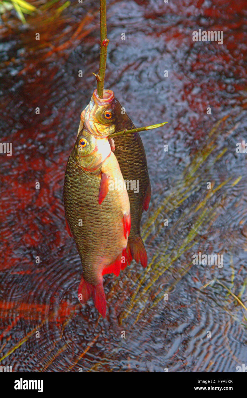 Fresh fish and old ways of its preservation 2. Large Rudd. Caught fish ...