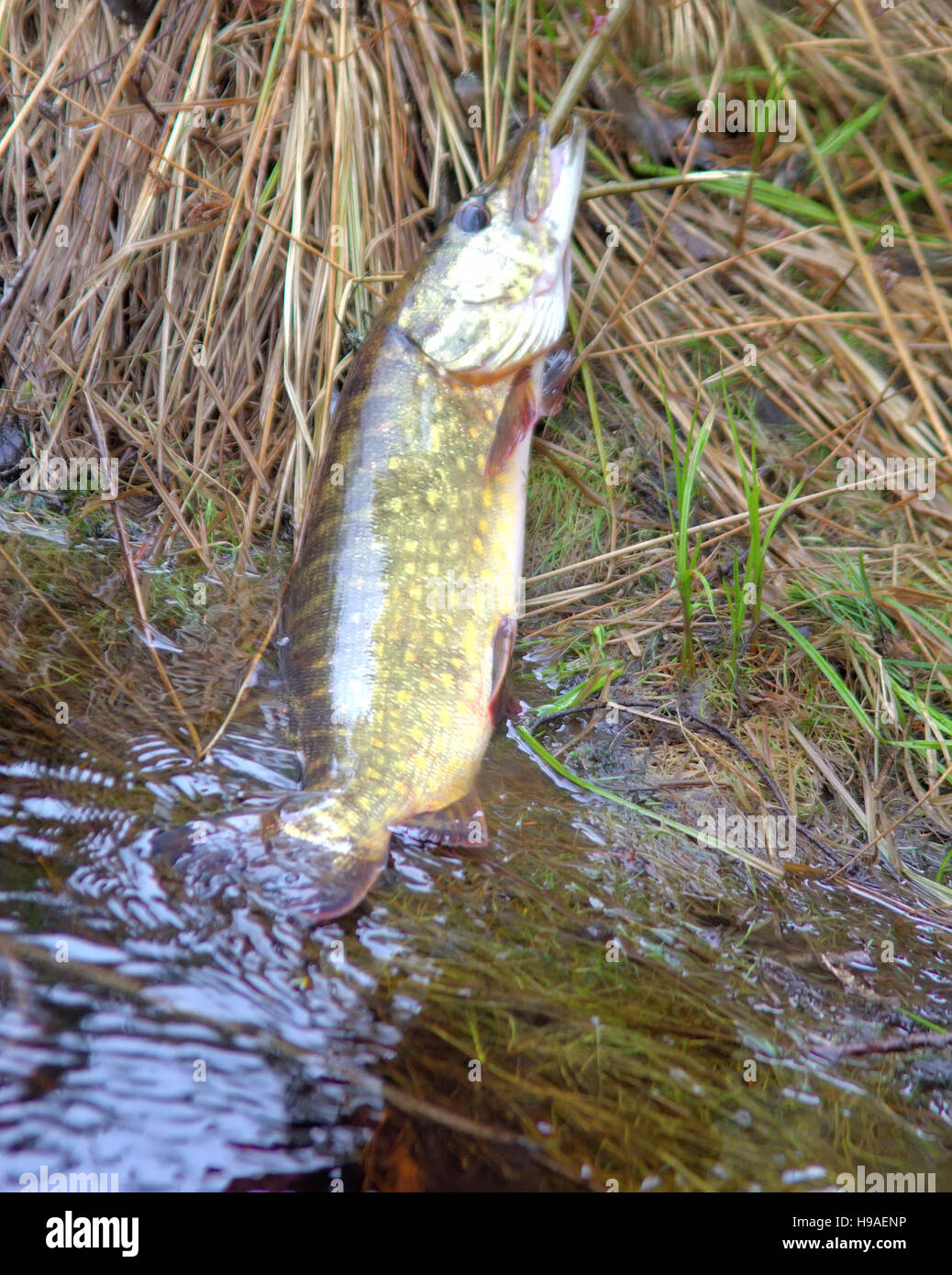 Gedd hi-res stock photography and images - Alamy