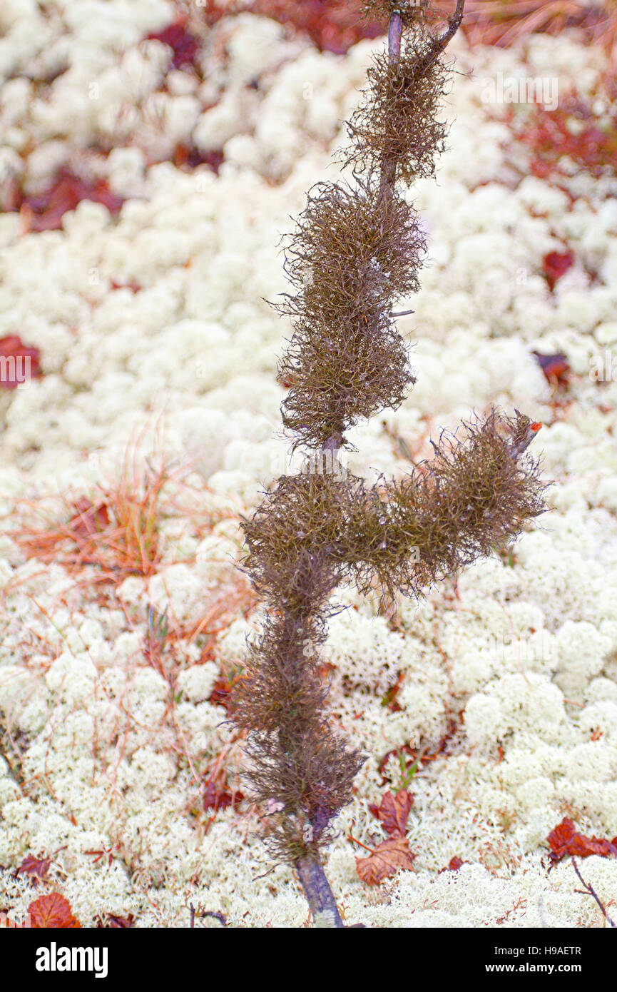 Arctic prairie plants - backgrounds of polar Stock Photo - Alamy