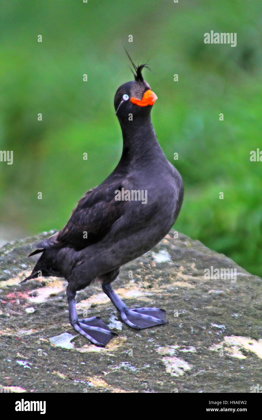 the Crested Auklet (Aethia cristatella) : breeding plumage. Commander ...