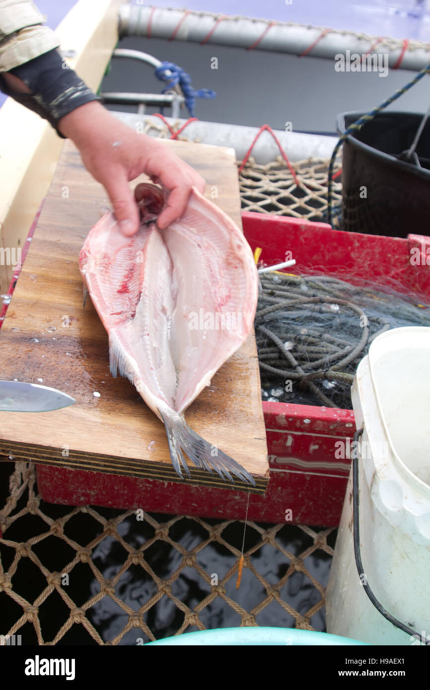 process of salting of fresh sea fish Stock Photo - Alamy