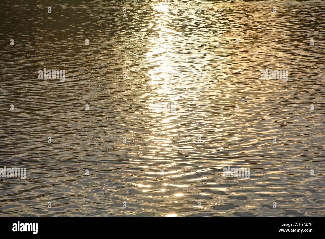 Golden water at the sundown in the lake Stock Photo - Alamy