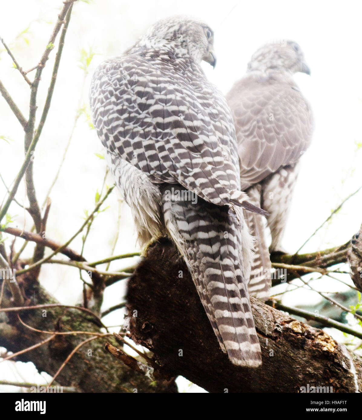 Dark gyrfalcon hi-res stock photography and images - Alamy