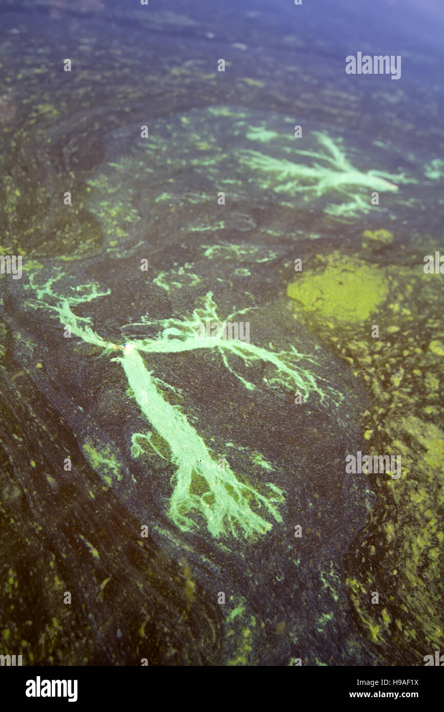 Algae polluted water Stock Photo - Alamy