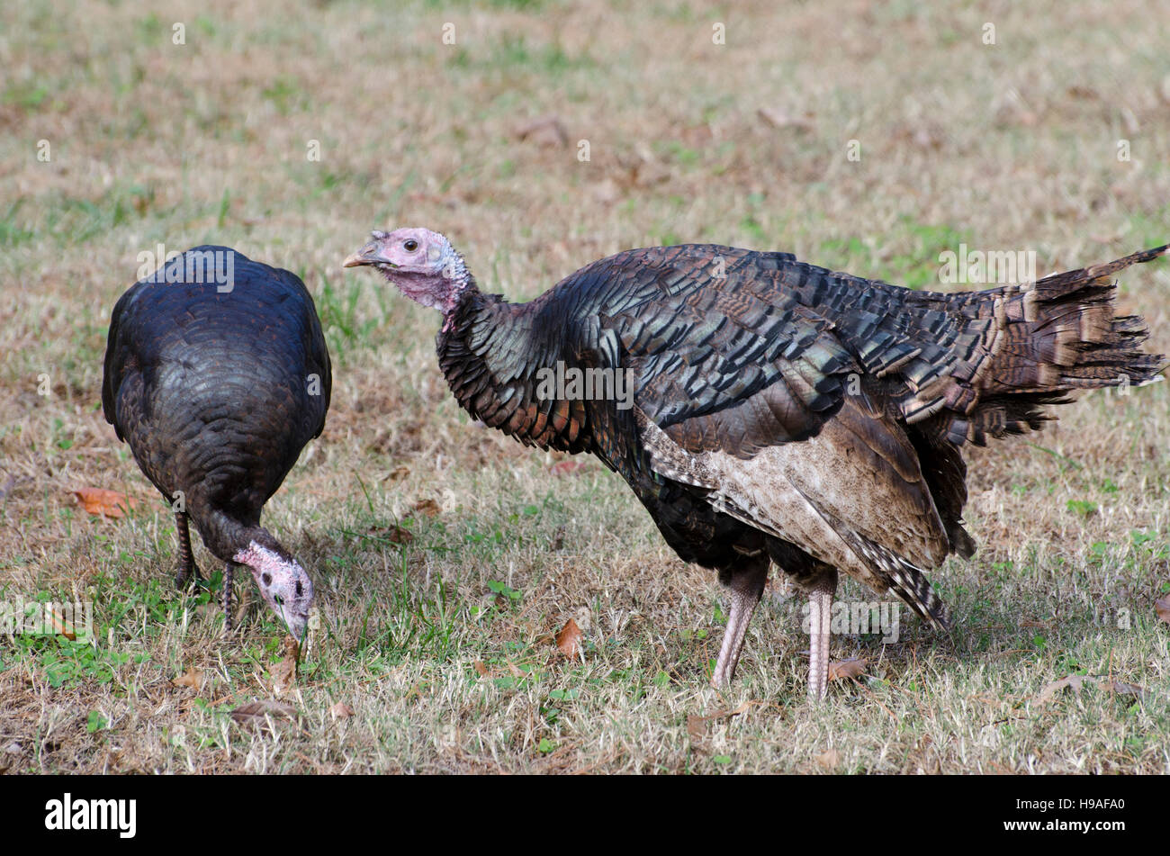 Wild turkeys graze on a lawn in southern Maryland Stock Photo - Alamy