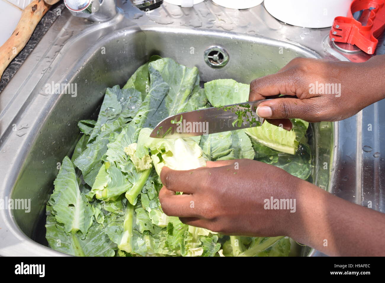 Washing organic spinach Stock Photo - Alamy