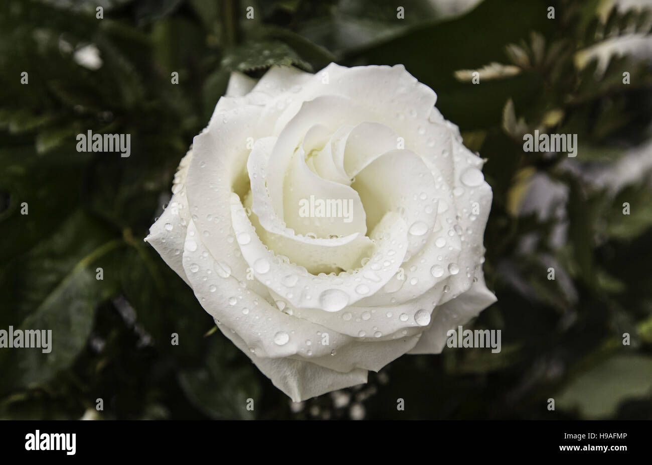 White rose bush in rain hi-res stock photography and images - Alamy