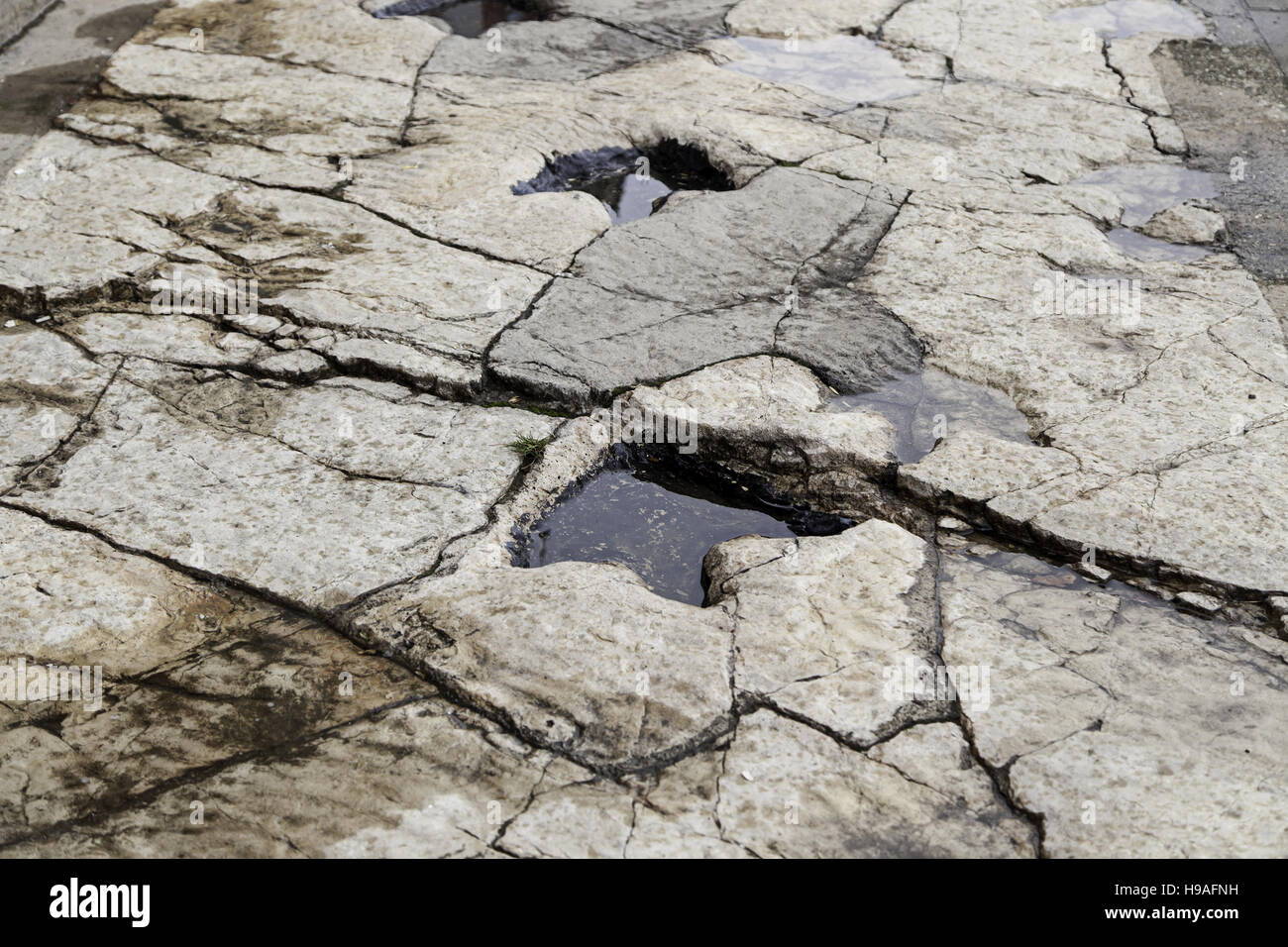 Tyrannosaurus rex footprint hi-res stock photography and images - Alamy