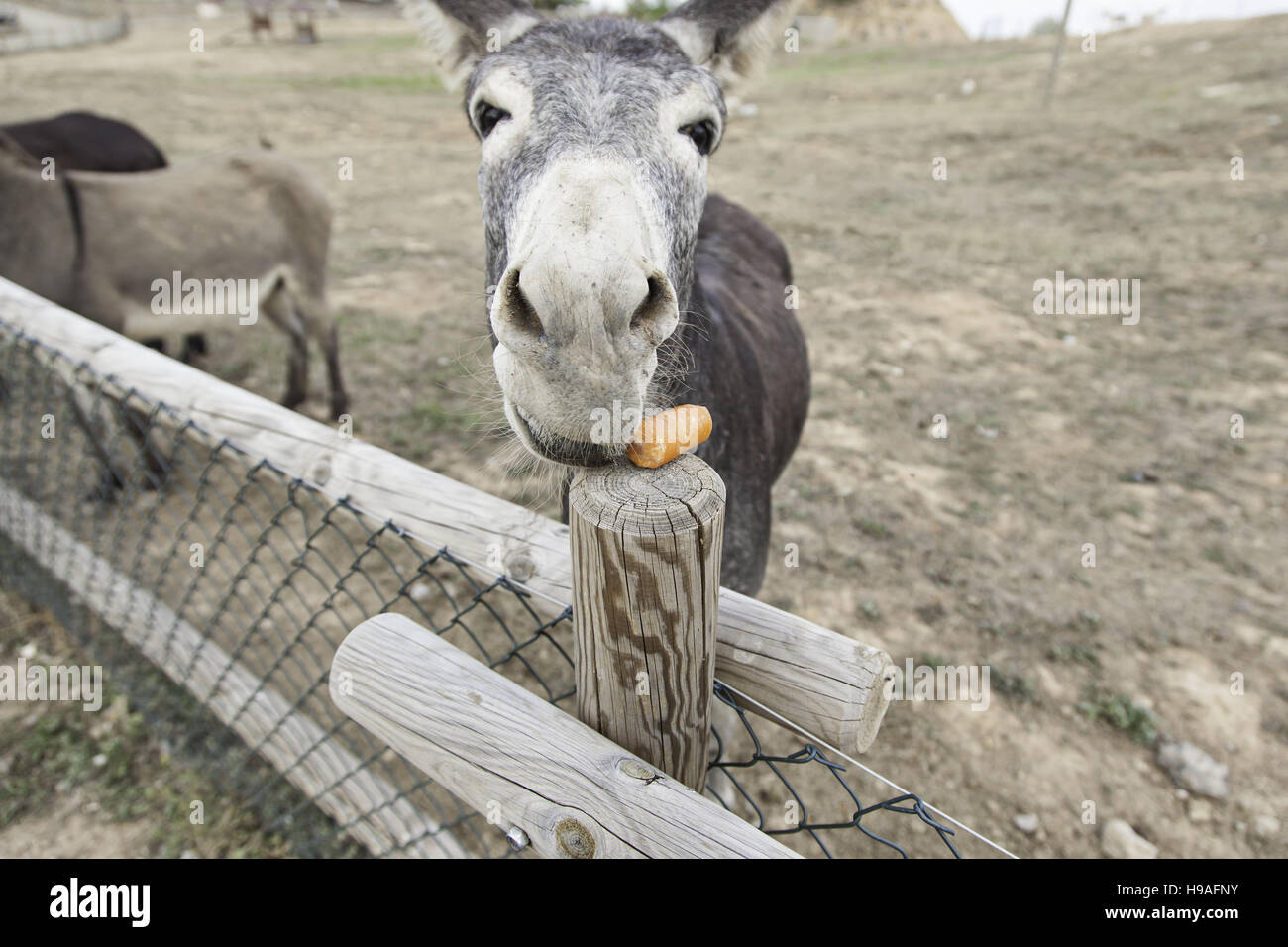 Funny donkey in farm animals, nature Stock Photo - Alamy