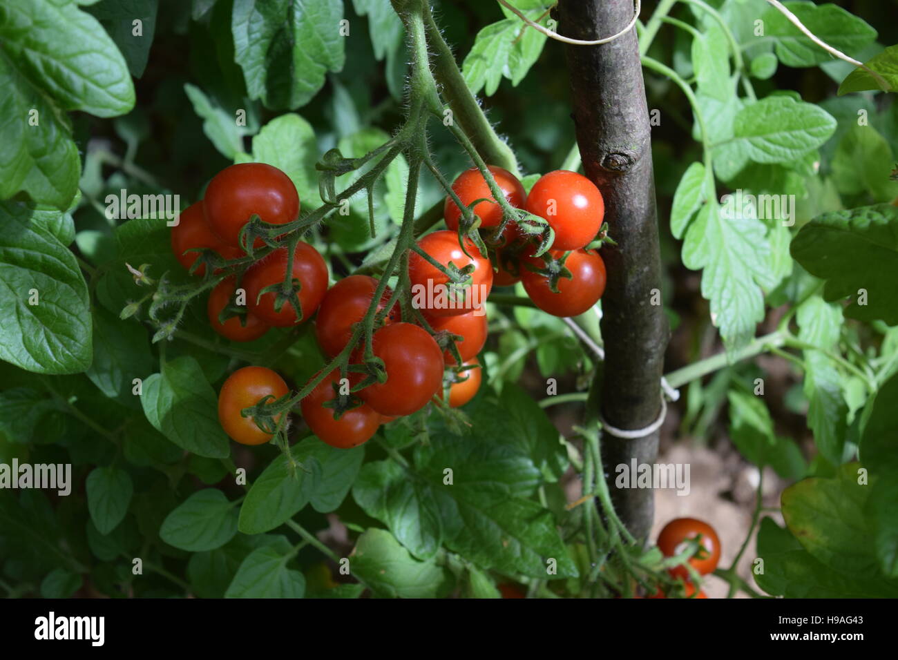 Tomatoes growing in a garden with a shadow Stock Photo - Alamy