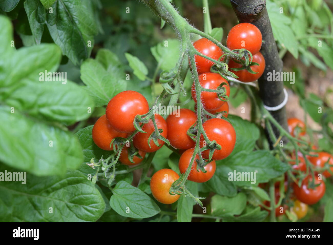 Large cluster of red tomatoes growing on a stalk Stock Photo - Alamy
