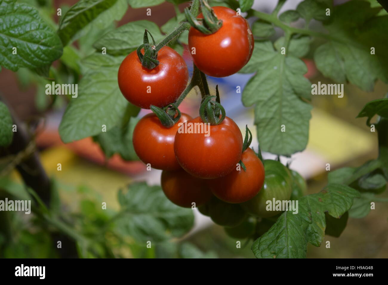 Perspective view of bright red tomatoes growing on the vine Stock Photo ...