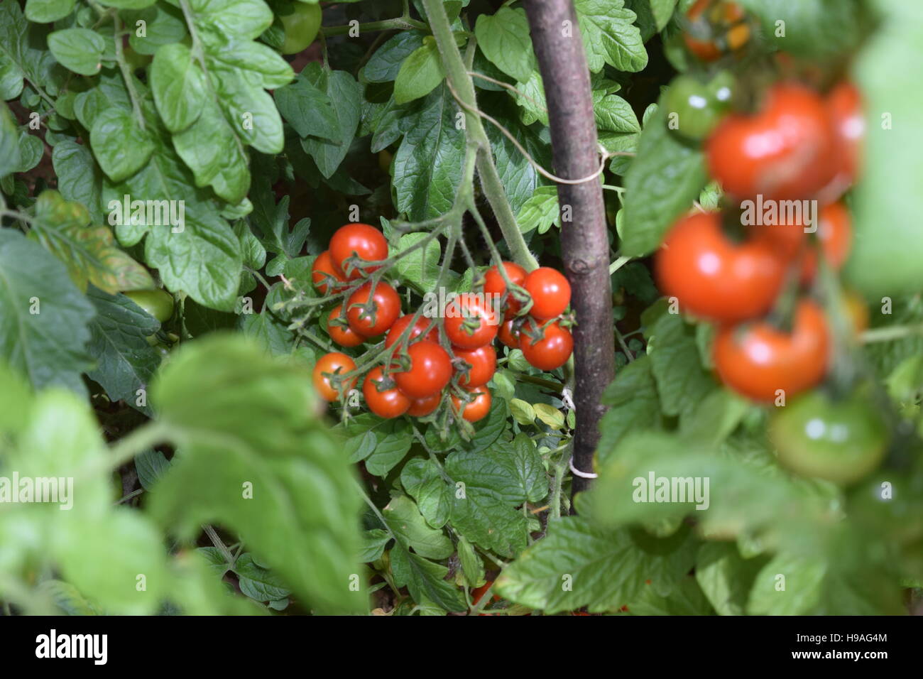 Multiple tomatoes on a long wooden stalk Stock Photo - Alamy