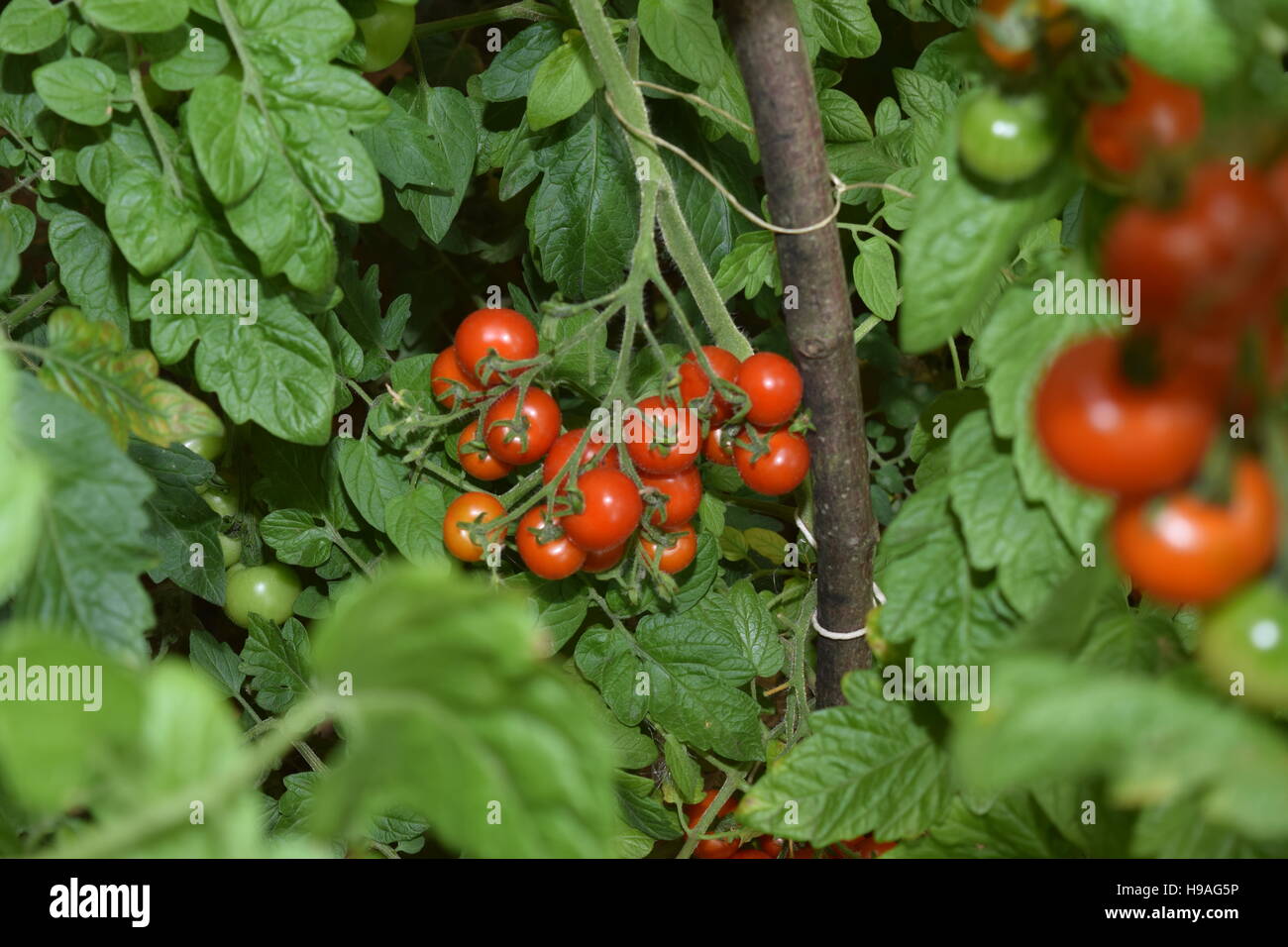 Fully ripe tomatoes in tomato garden Stock Photo - Alamy