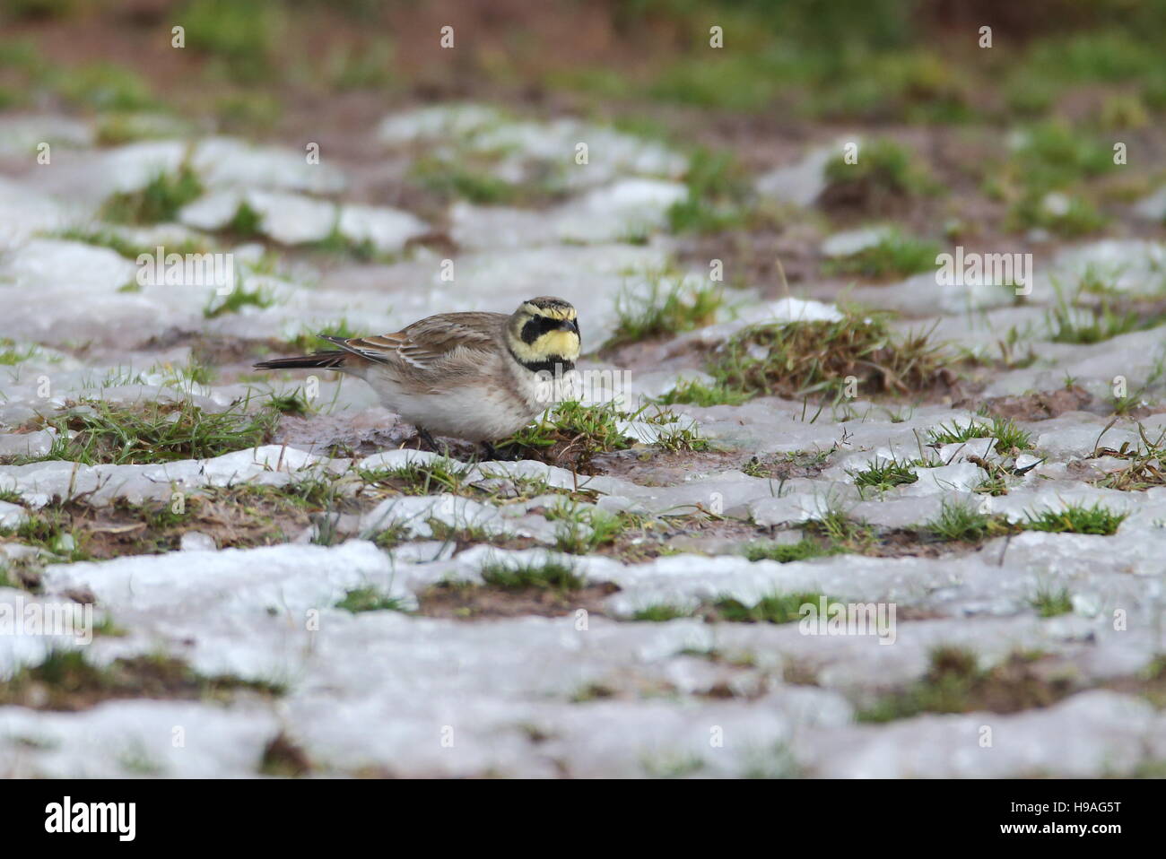 Lark hill hi-res stock photography and images - Alamy
