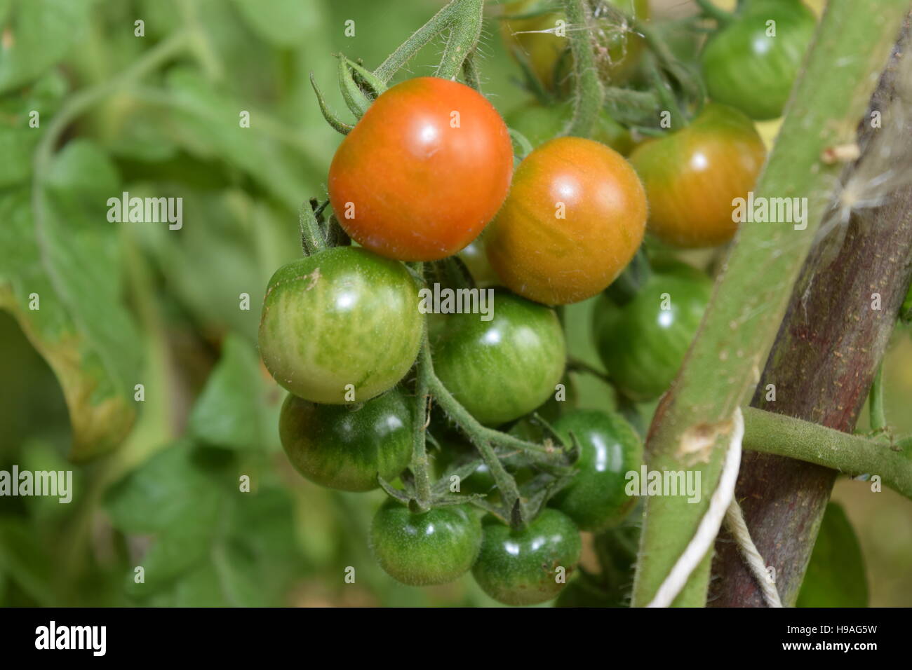 Fully ripe tomatoes in tomato garden Stock Photo - Alamy