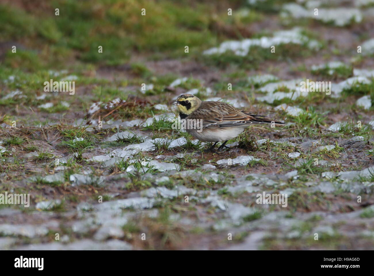 Lark hill hi-res stock photography and images - Alamy