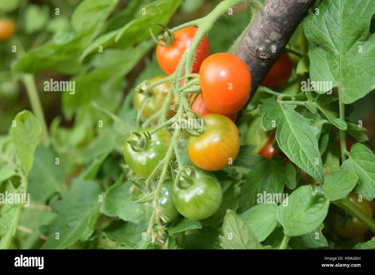 Tomatoes on the vine Stock Photo - Alamy